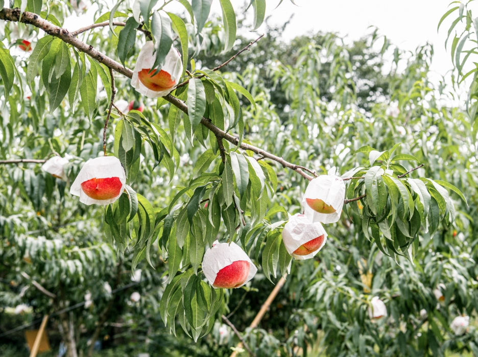 会社概要 ｜ Jewelry Farm